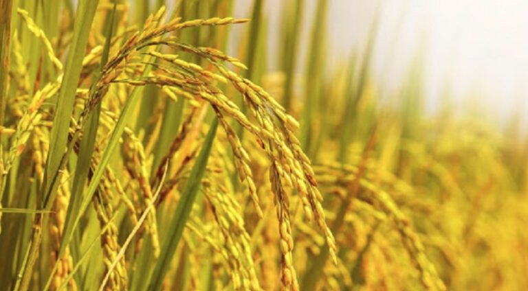 Bài thơ Hương lúa quê ta (Trần Đức Đủ) | GợiÝ.vn